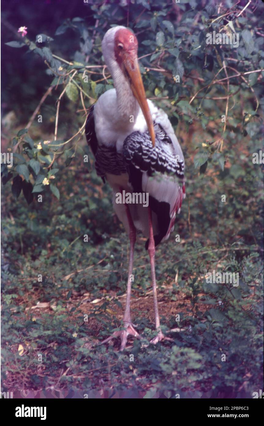 The painted stork (Mycteria leucocephala) is a large wader in the stork ...
