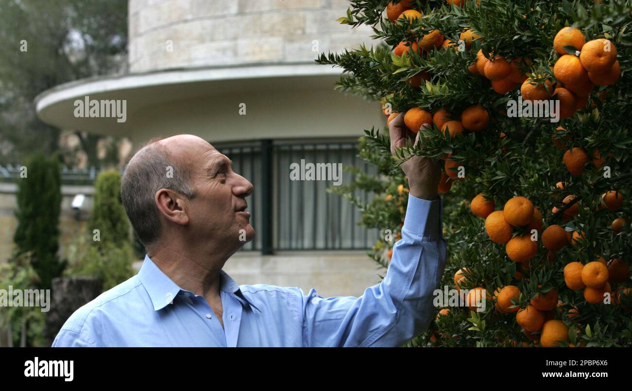 Israeli Prime Minister Ehud Olmert examines the clementine trees ...