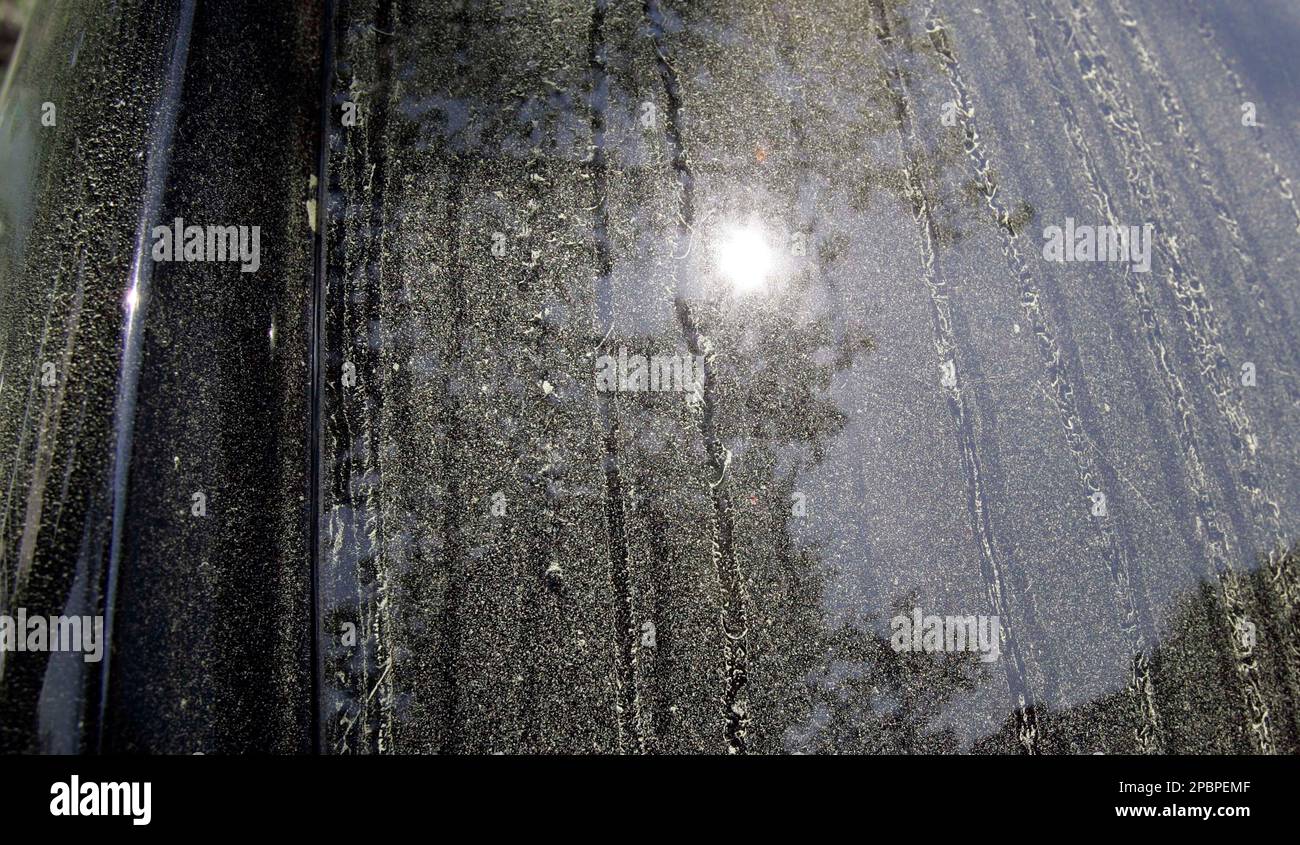 Pollen covers the back windshield of a car parked on the street ...