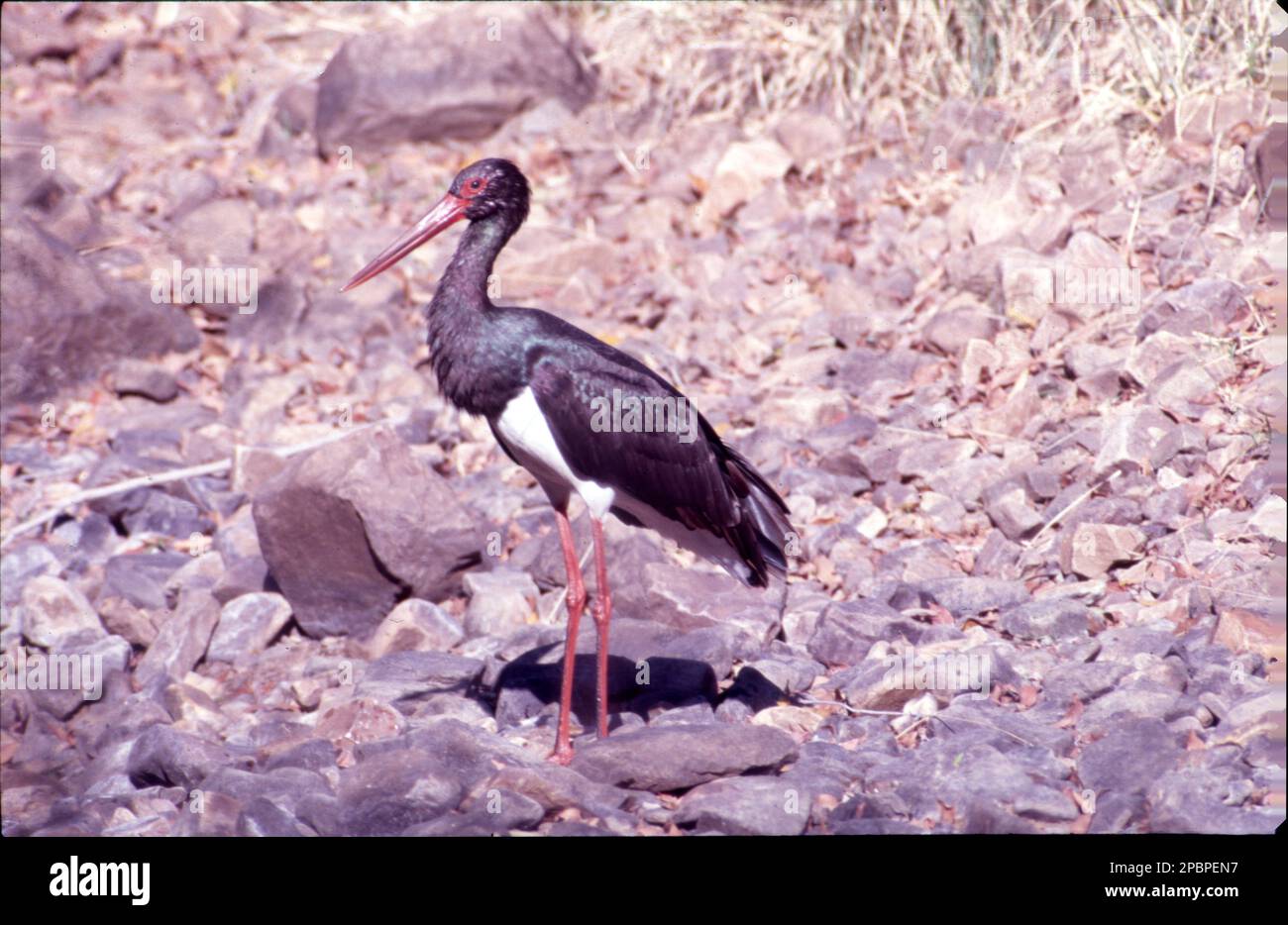 Black neck storke hi-res stock photography and images - Alamy