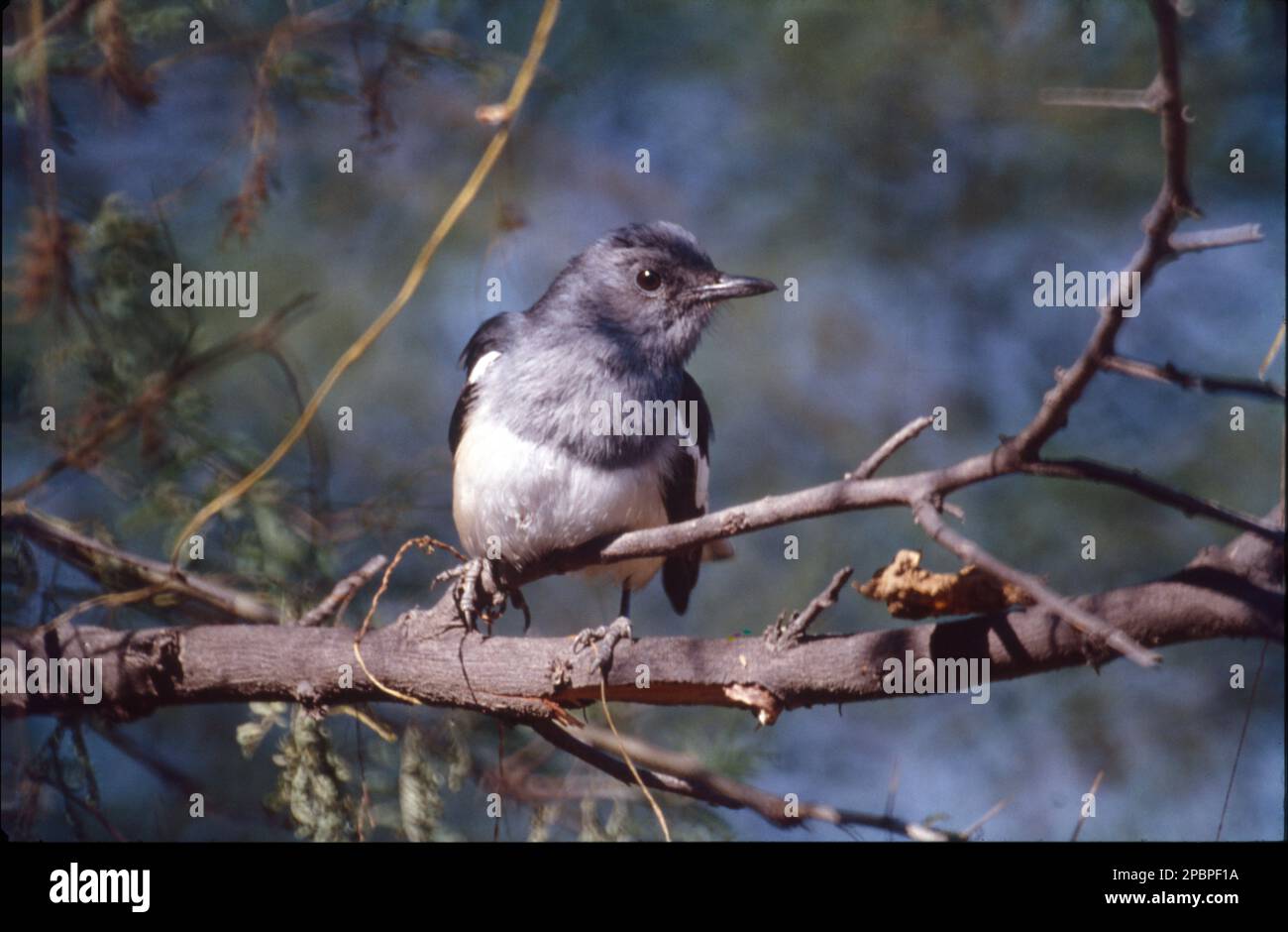 Nepal pakistan hi-res stock photography and images - Alamy