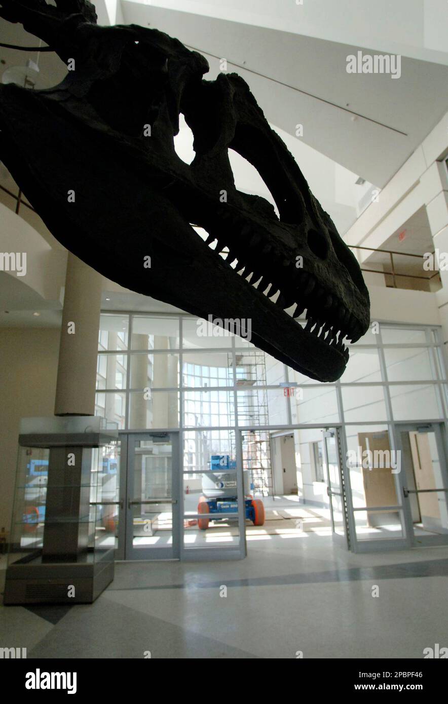 The fossil skull of a dinosaur overlooks the Great Hall at the Virginia ...