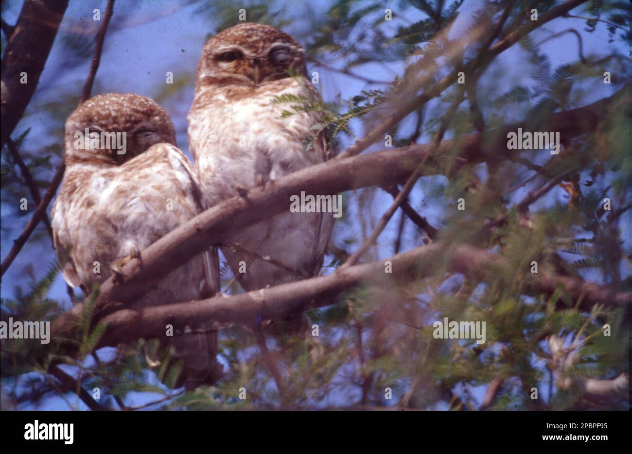 Owls are birds from the order Strigiformes, which includes over 200 ...