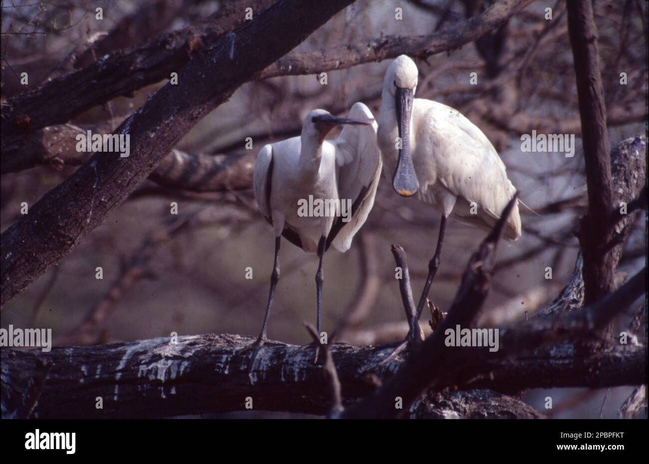 Spoonbills are a genus, Platalea, of large, long-legged wading birds ...