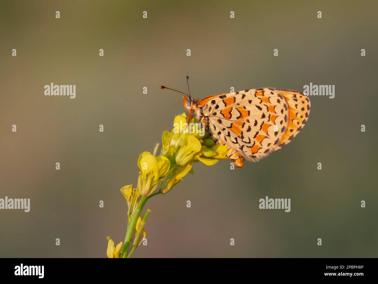 Beautiful iparhan butterfly ; Melitaea trivia ( Syriaca Stock Photo - Alamy