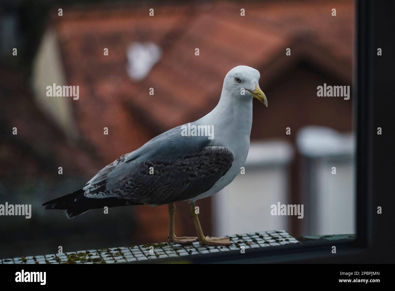 A seagull sits on a window sill, close-up Stock Photo - Alamy