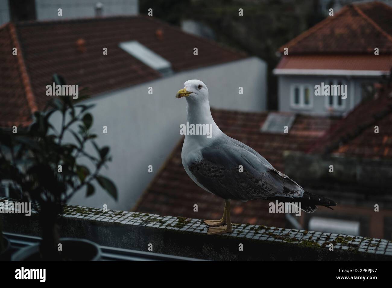 A seagull sits on a window sill. Close-up. Portugal Stock Photo - Alamy