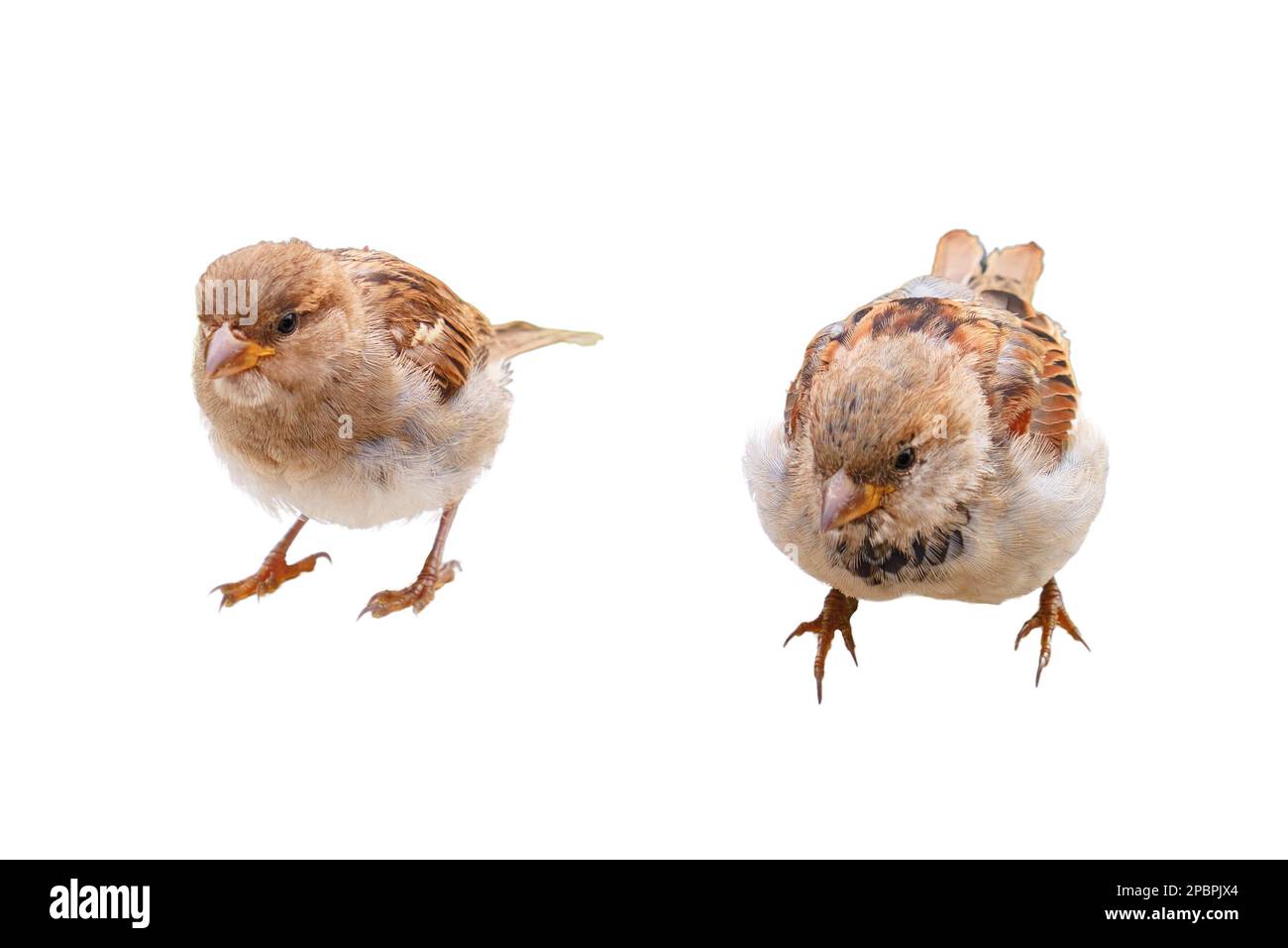Two sparrows looking from the curb, close-up, isolated on a white ...