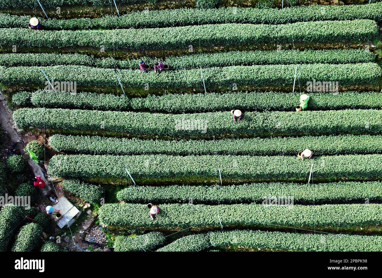 Hangzhou, China. 13th Mar, 2023. HANGZHOU, CHINA - MARCH 13, 2023 - Tea ...