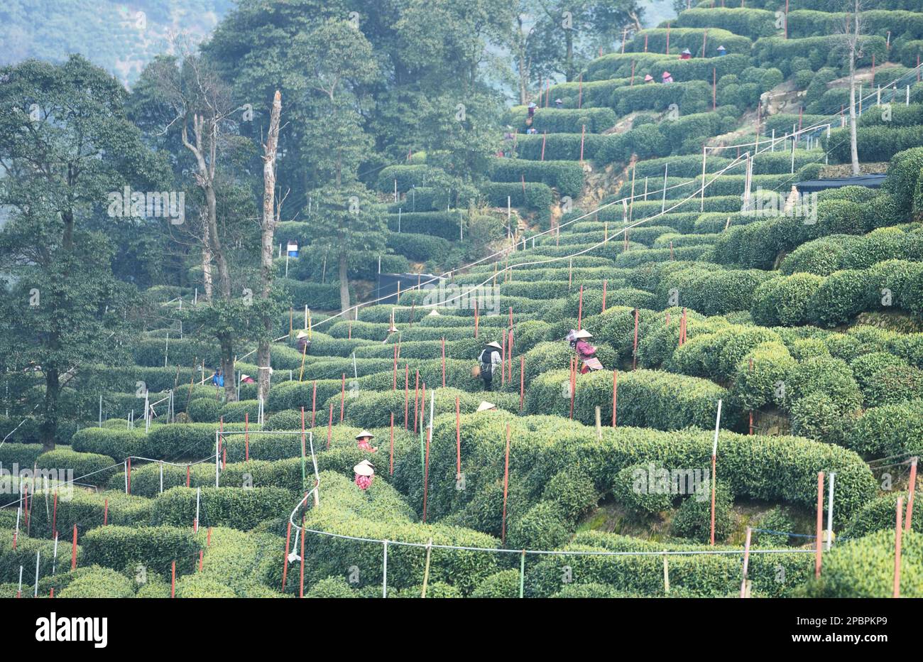 HANGZHOU, CHINA - MARCH 13, 2023 - Tea farmers pick the buds of West ...
