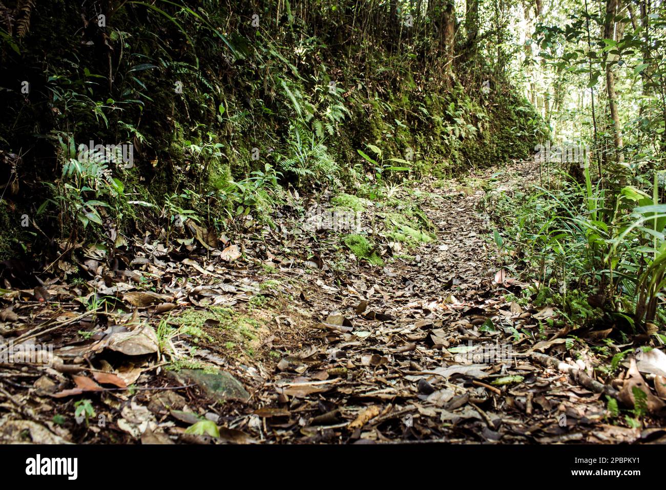 Path a trail used for trekking inside Kinabalu National Park, Sabah ...