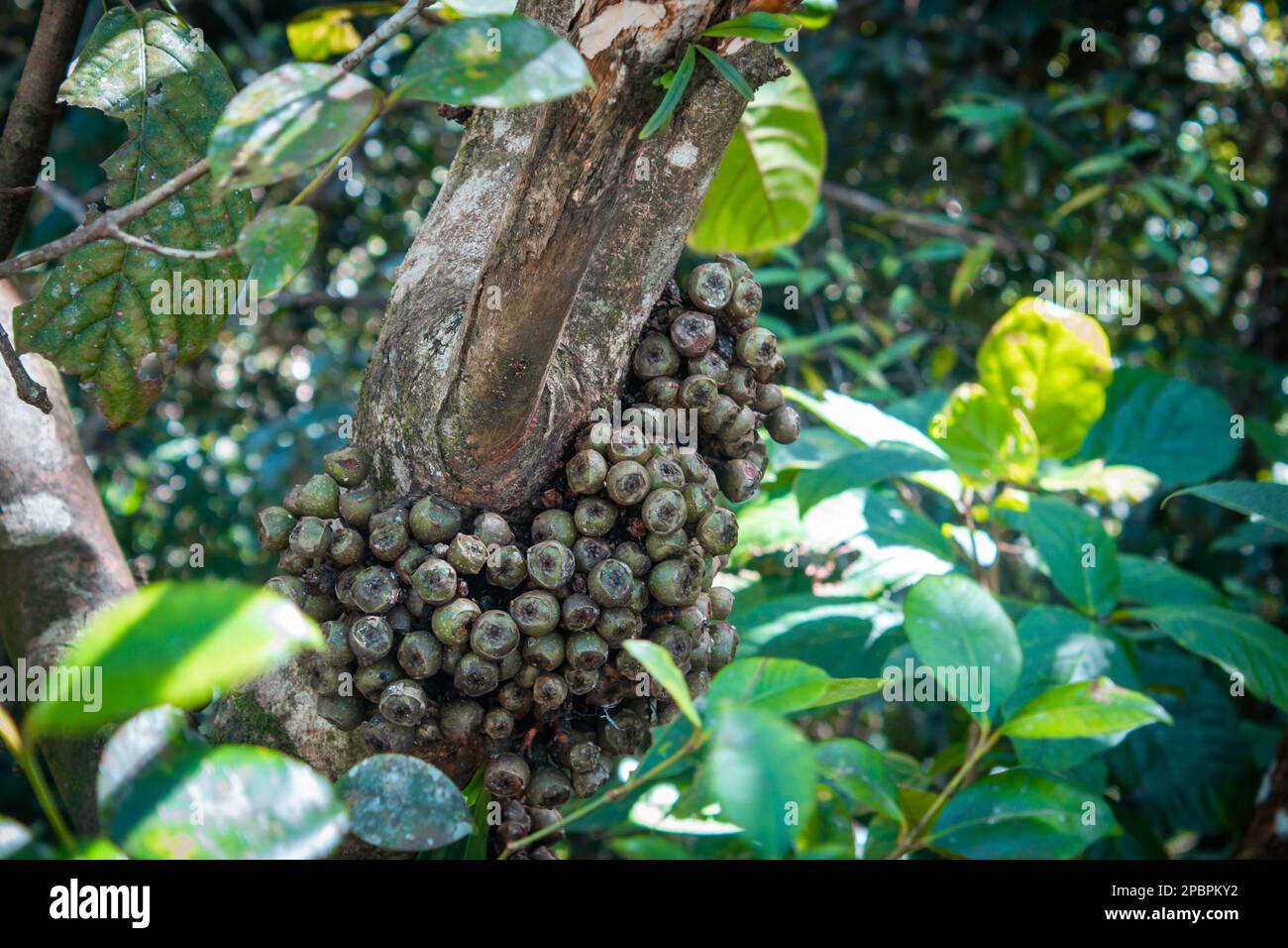 View of Cluster Fig Tree (Ficus) in Kinabalu National Park, Sabah ...