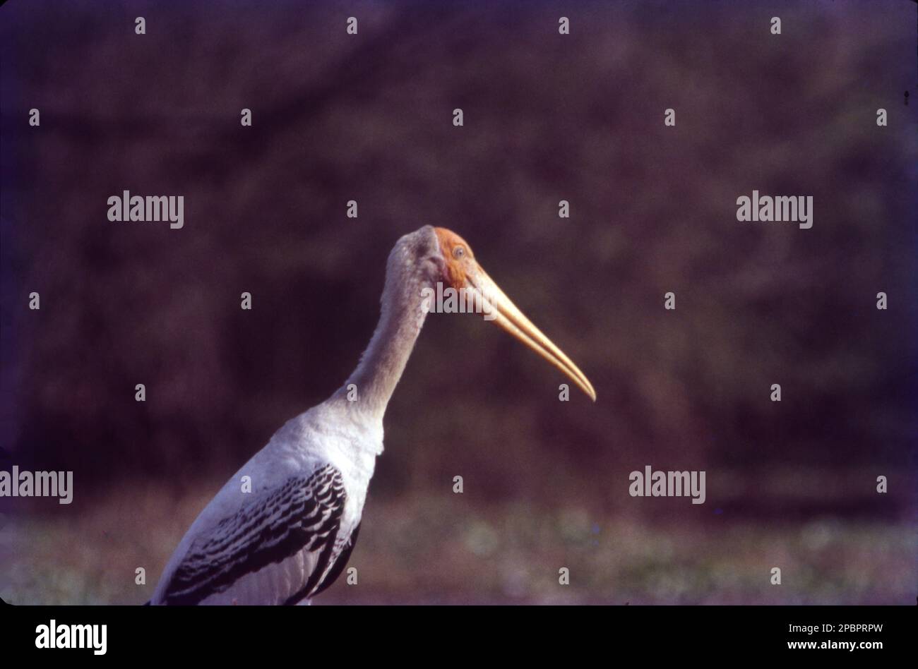 The painted stork (Mycteria leucocephala) is a large wader in the stork ...