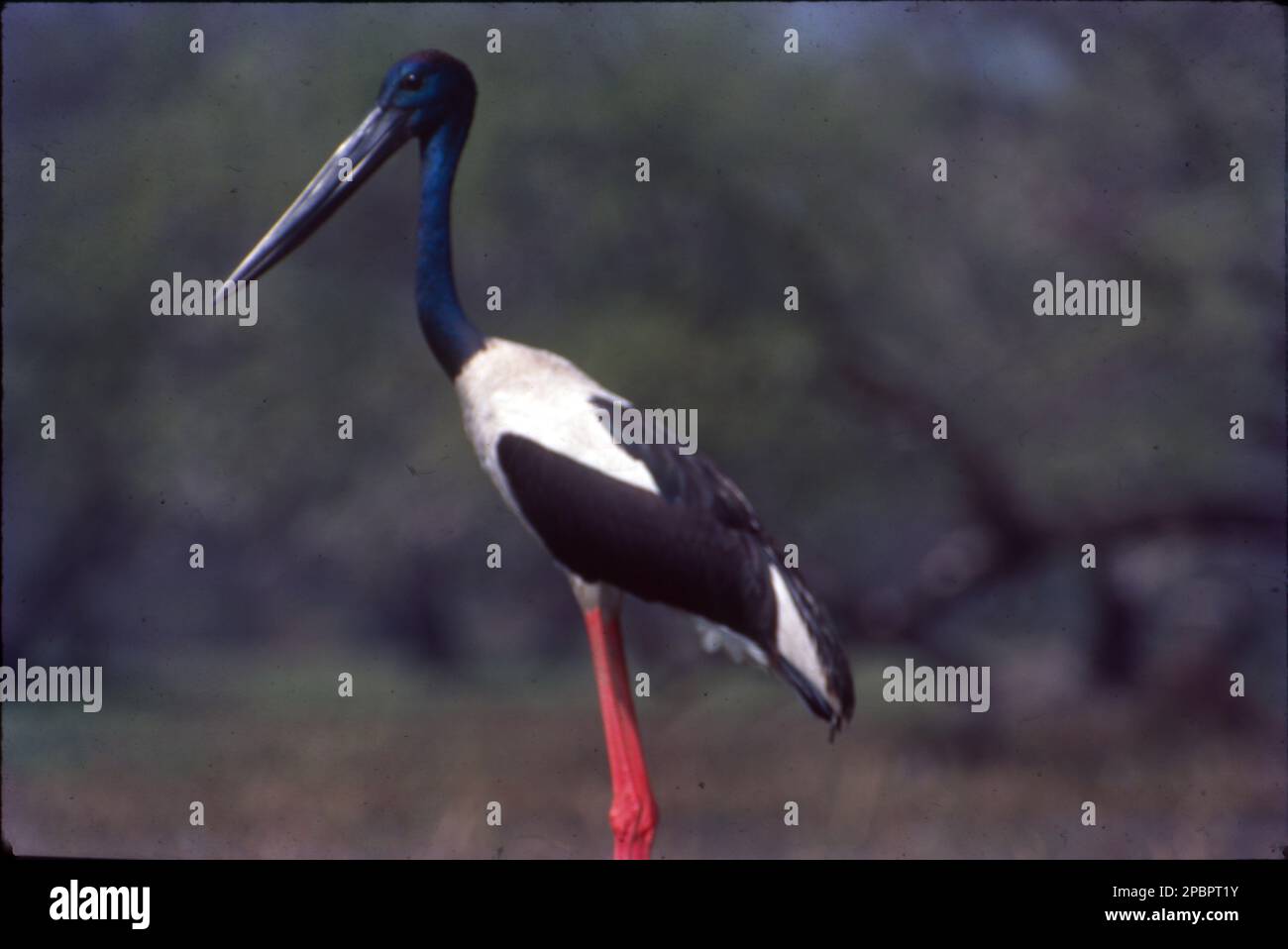 The painted stork (Mycteria leucocephala) is a large wader in the stork ...