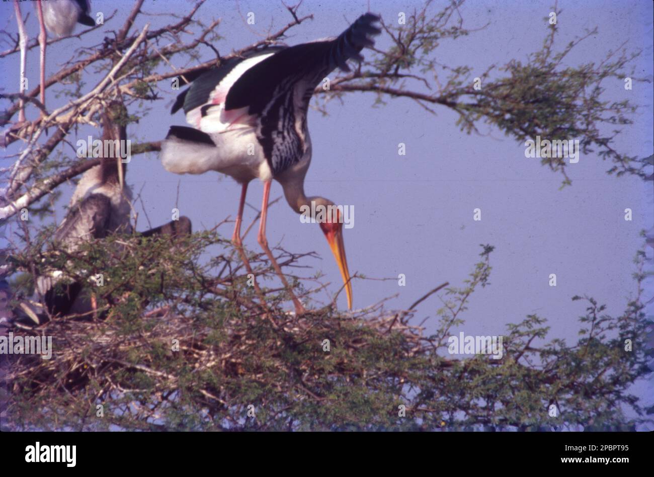 The painted stork (Mycteria leucocephala) is a large wader in the stork ...