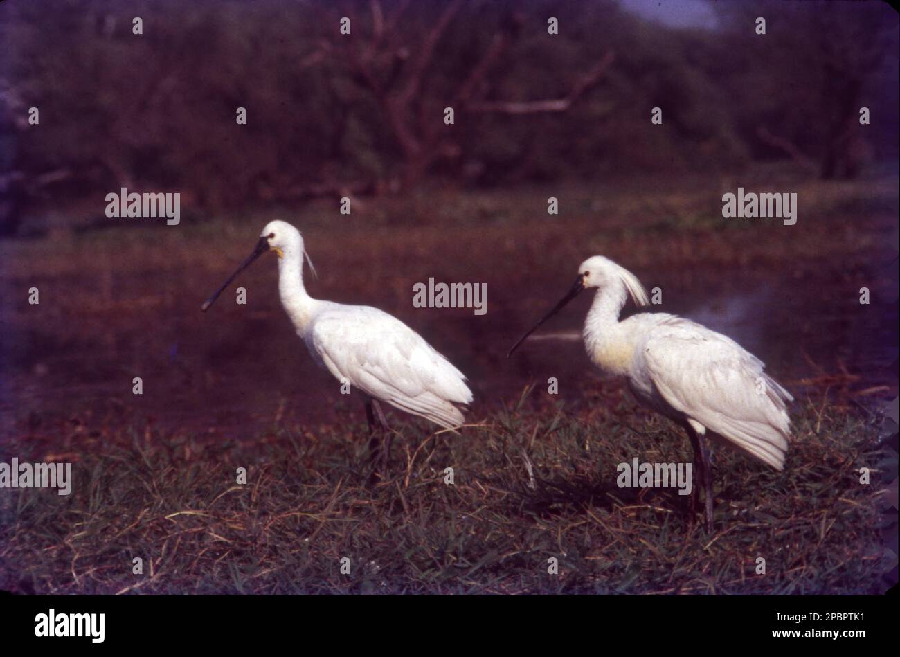 Spoonbills are a genus, Platalea, of large, long-legged wading birds ...