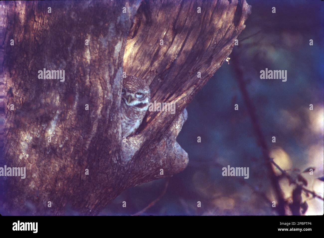 Owls are birds from the order Strigiformes, which includes over 200 ...