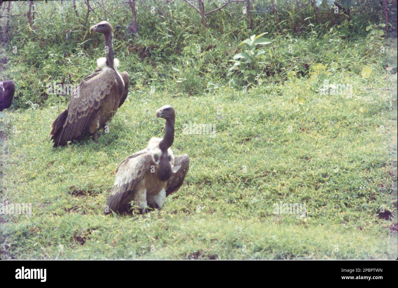 vulture, any of 22 species of large carrion-eating birds that live ...
