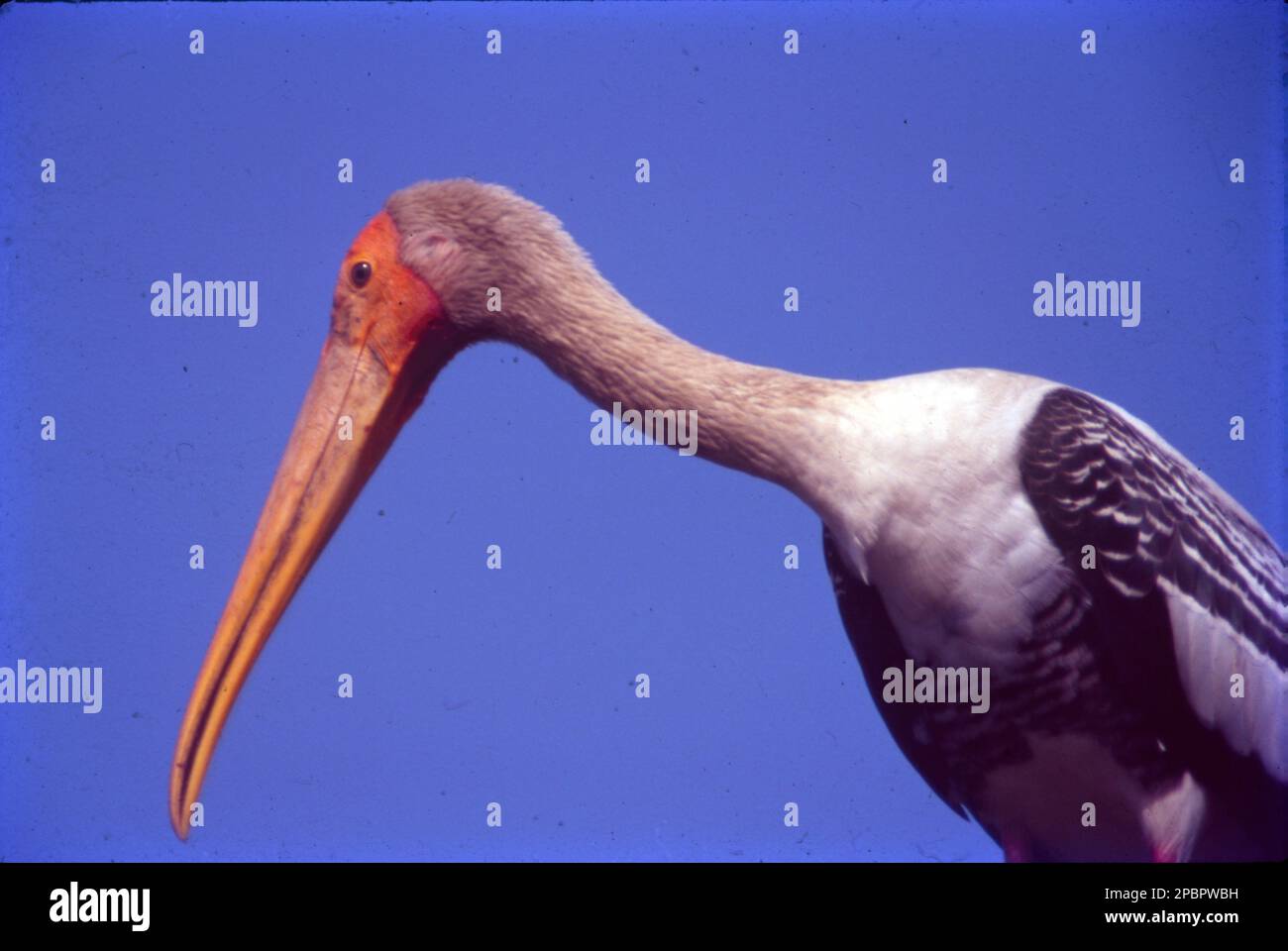 The painted stork (Mycteria leucocephala) is a large wader in the stork ...