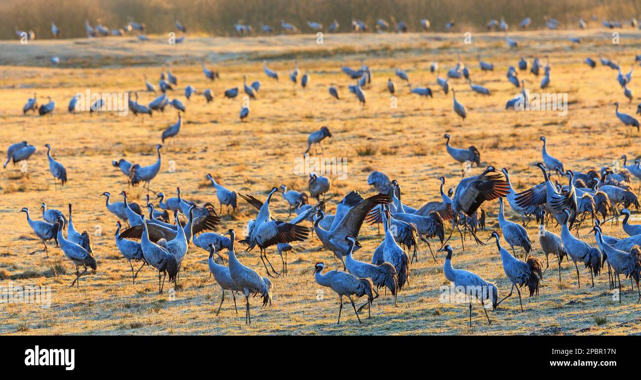 Flock of cranes dancing on the field Stock Photo - Alamy