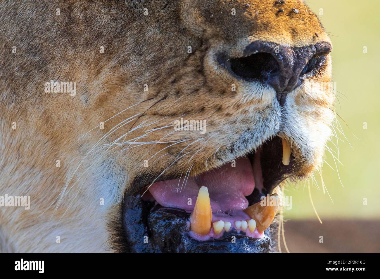 Mouth with large fangs on a lion Stock Photo - Alamy