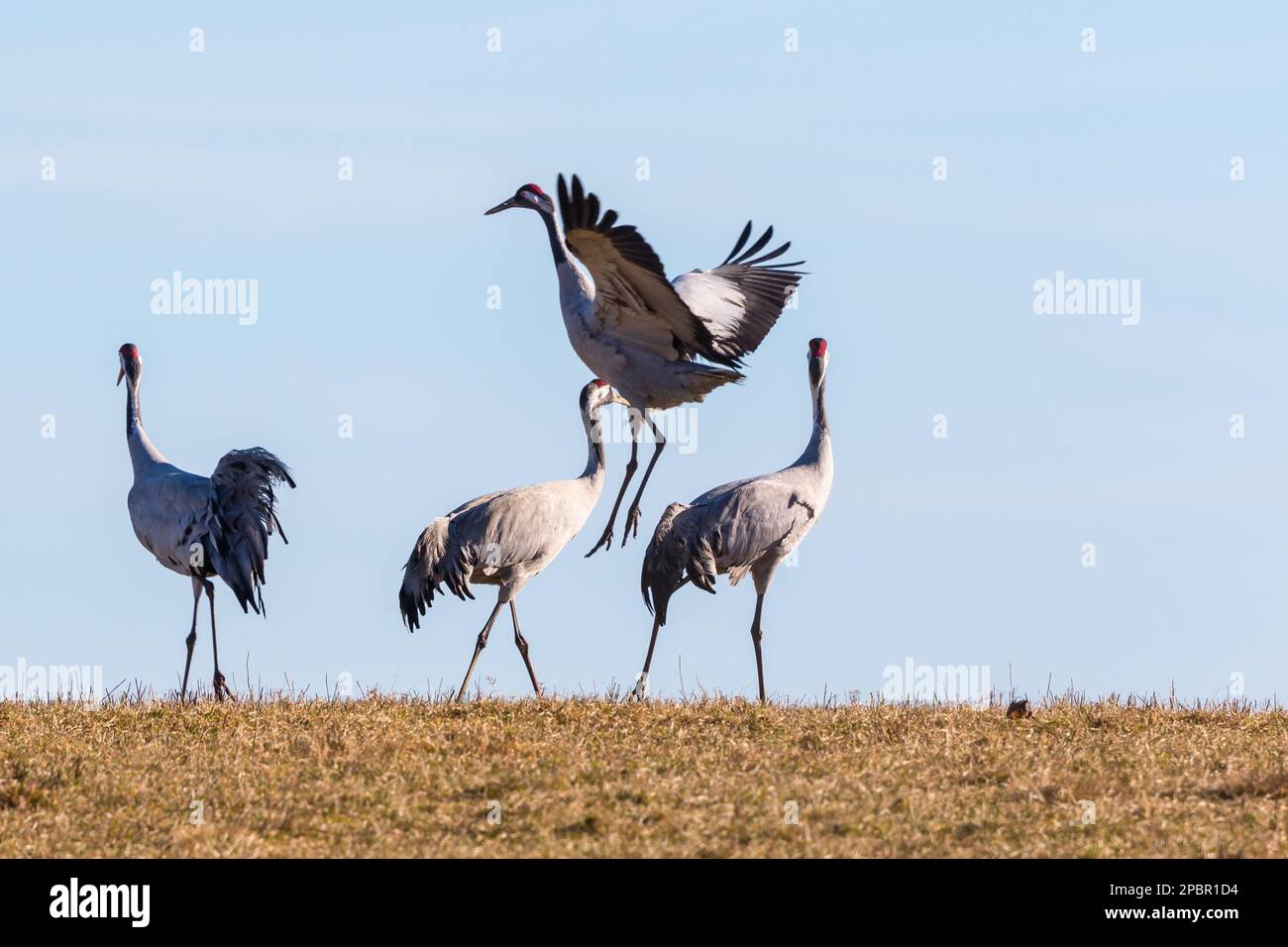 Crane dancing in the spring Stock Photo - Alamy