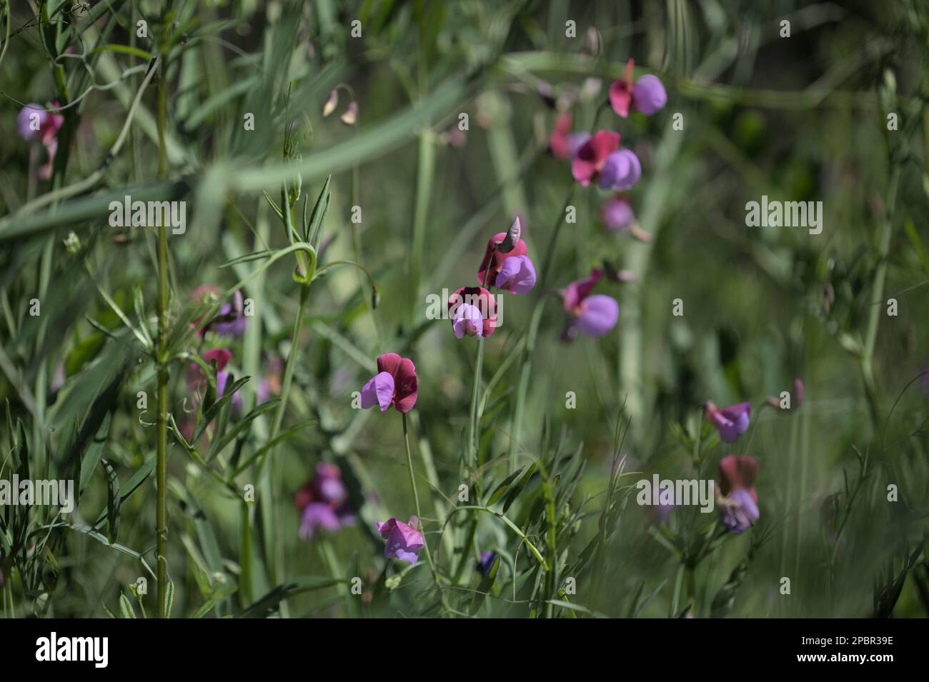 Flora of Gran Canaria - Lathyrus clymenum, Spanish vetchling natural ...
