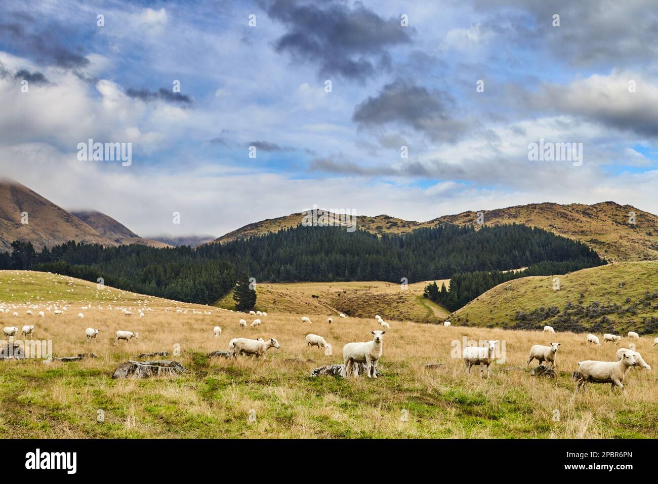New Zealand landscape with forest, cloudy sky and hills covered by grazing sheep Stock Photo - Alamy