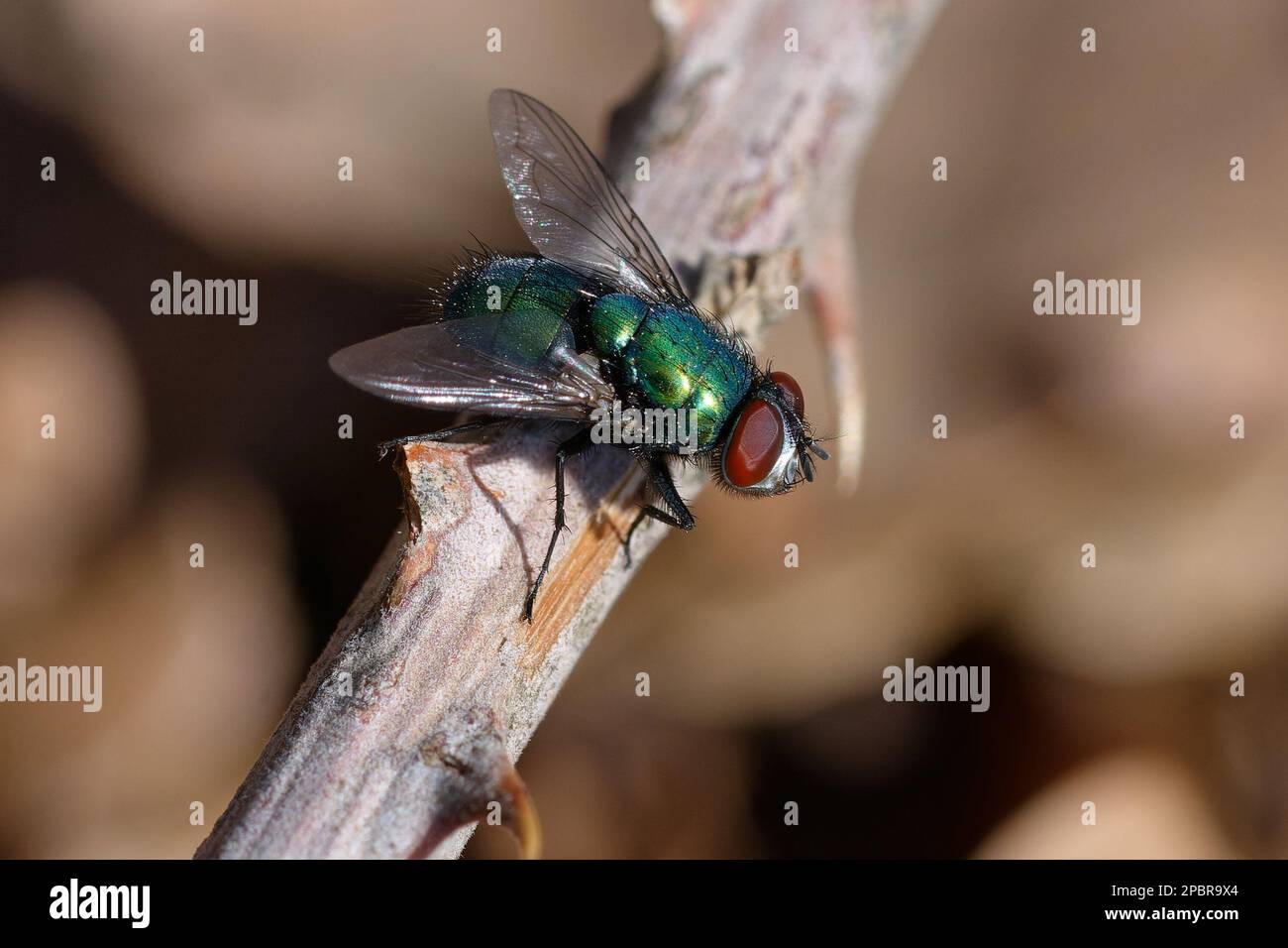 Common green bottle fly (Lucilia sericata) on a branch Stock Photo - Alamy