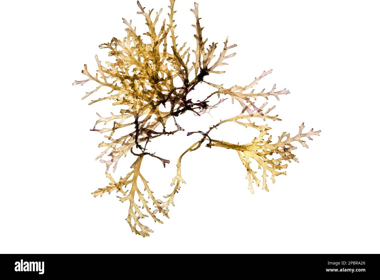 Underwater sea view algae Cut Out Stock Images & Pictures - Alamy