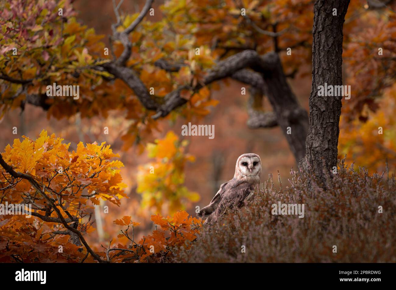 Barn owl - Tyto alba - sitting in heather in autumn Stock Photo - Alamy