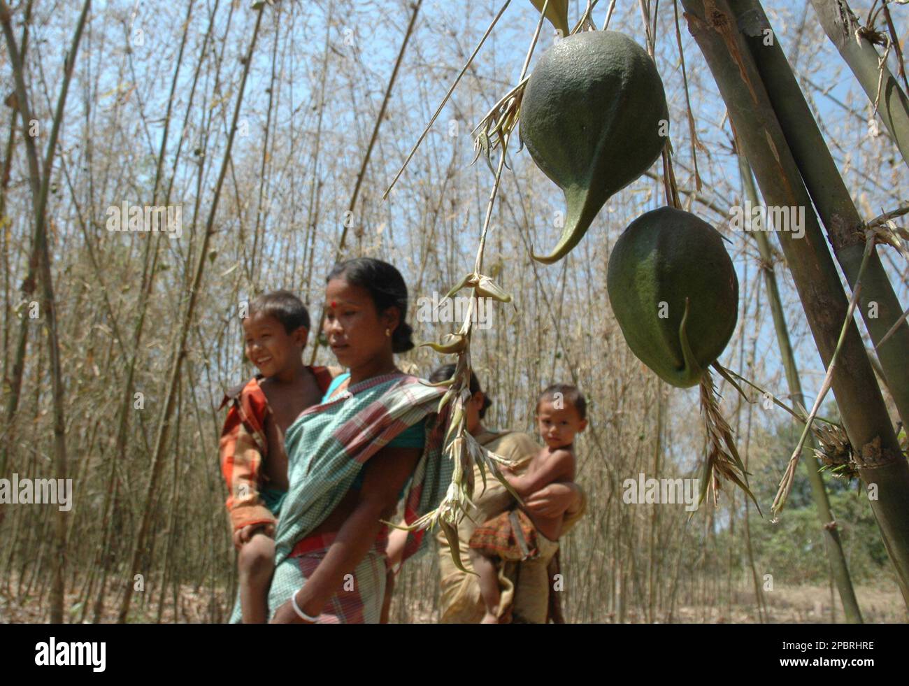 Tribal women walk past of a bamboo garden where green bamboo fruits ...