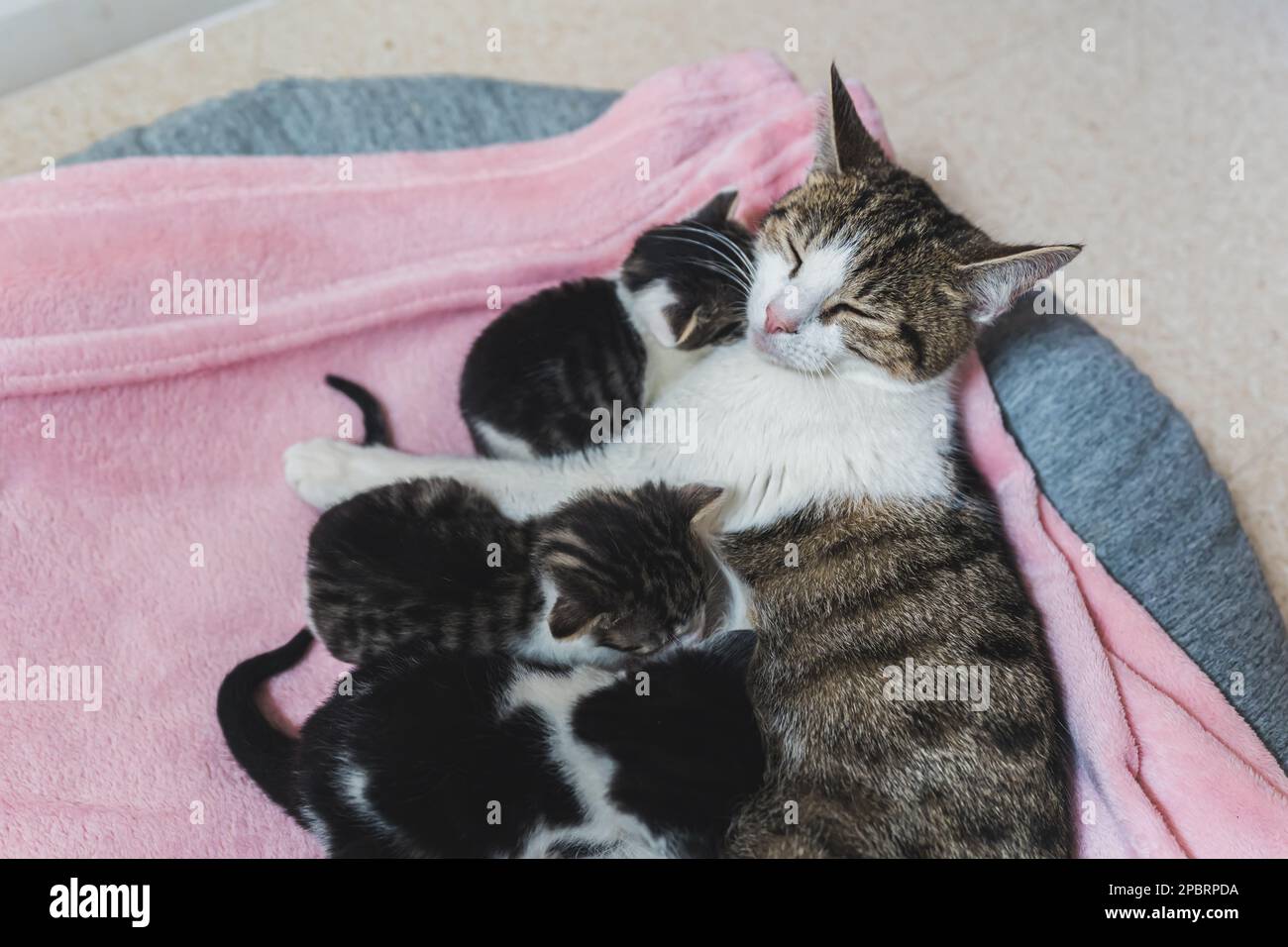 A mother cat cuddling with her one week old kittens. High quality photo ...