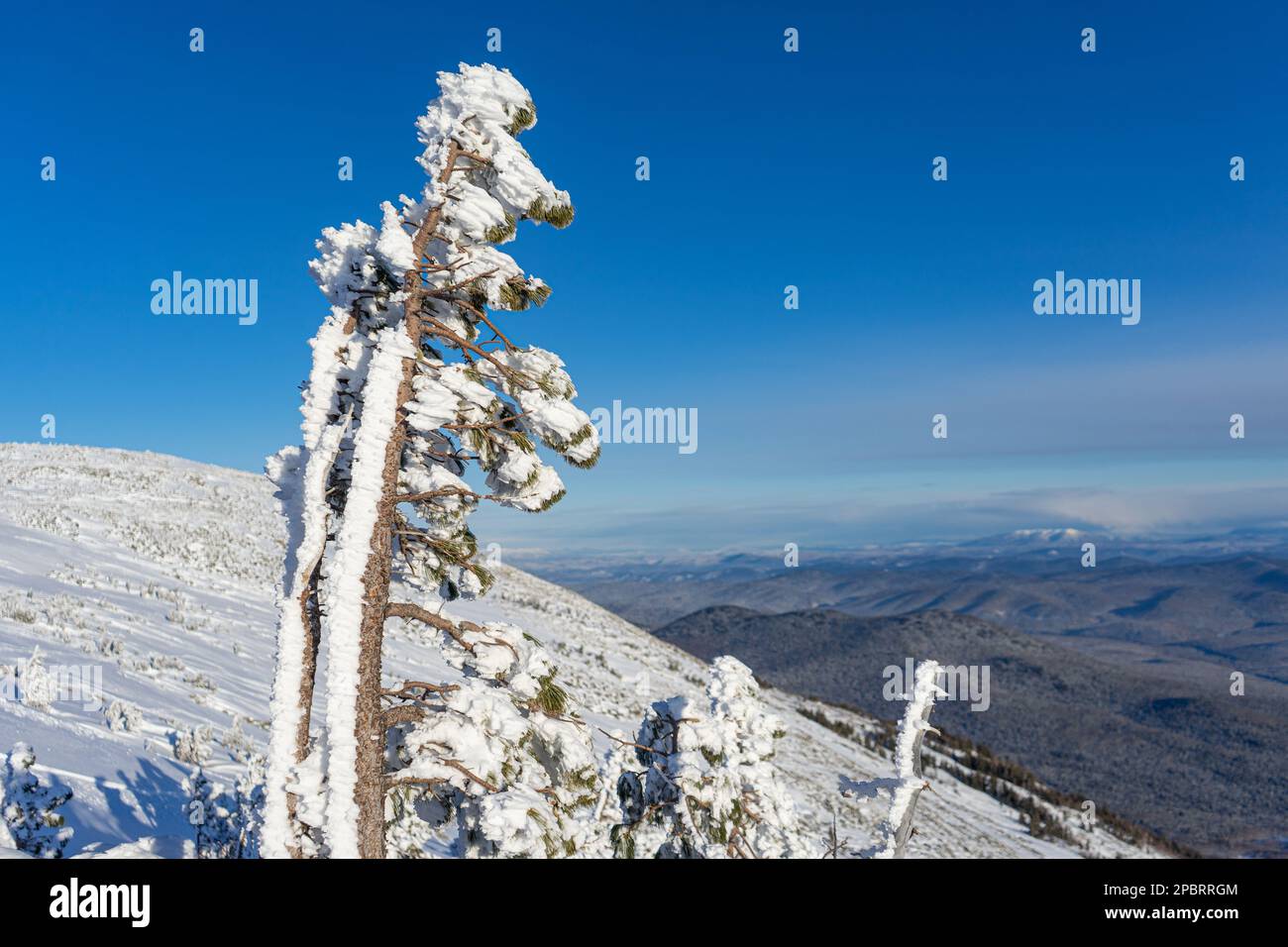 A small dwarf pine tree grows on top of a mountain in harsh conditions ...