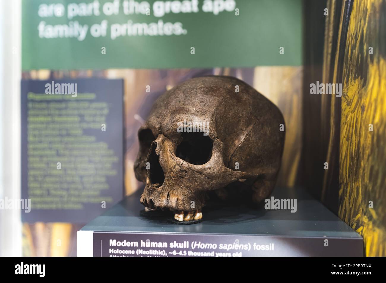 closeup shot of a modern human skull in Wollaton Hall, UK, homo sapiens ...