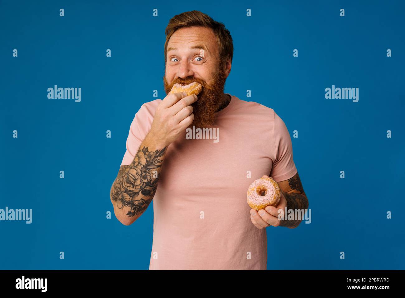 Hungry bearded man eating donuts isolated over blue studio background ...