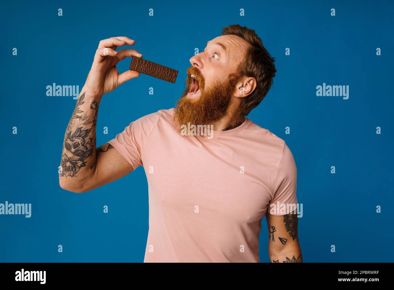 Hungry white bearded man eating candy bar isolated over blue studio ...
