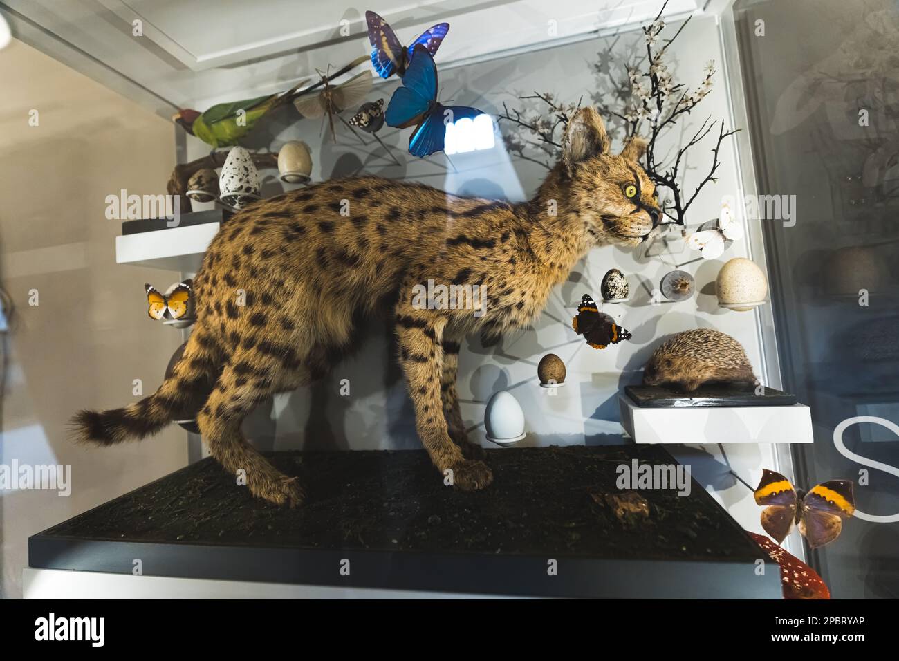 stuffed animals behind the glass exhibited in Wollaton Hall Museum ...