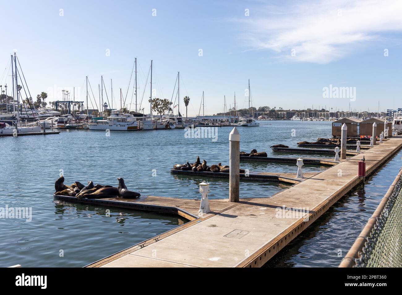 Sea lions basking on the docks at Marina del Ray California on February ...