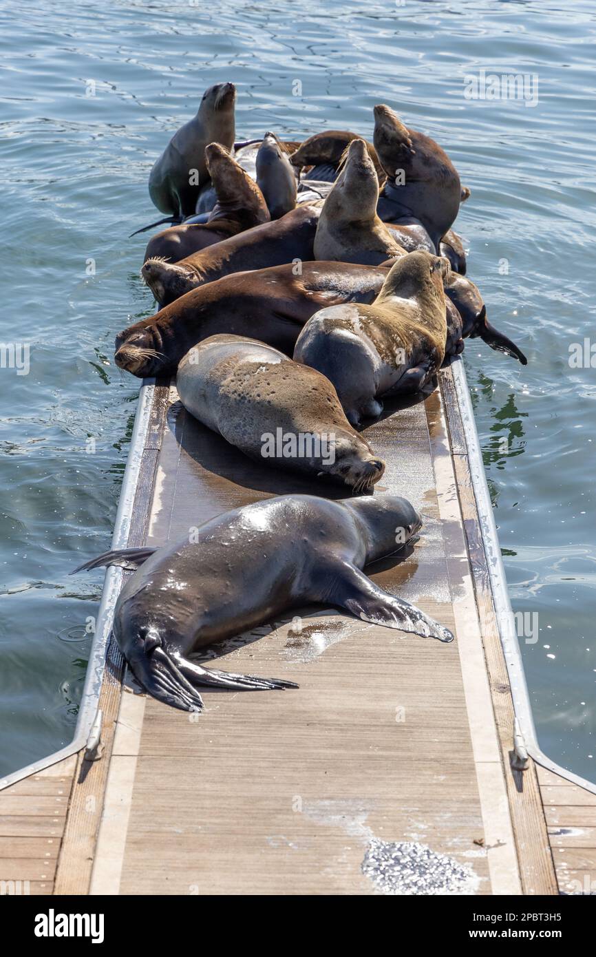 Sea lions basking on the docks at Marina del Ray California on February ...