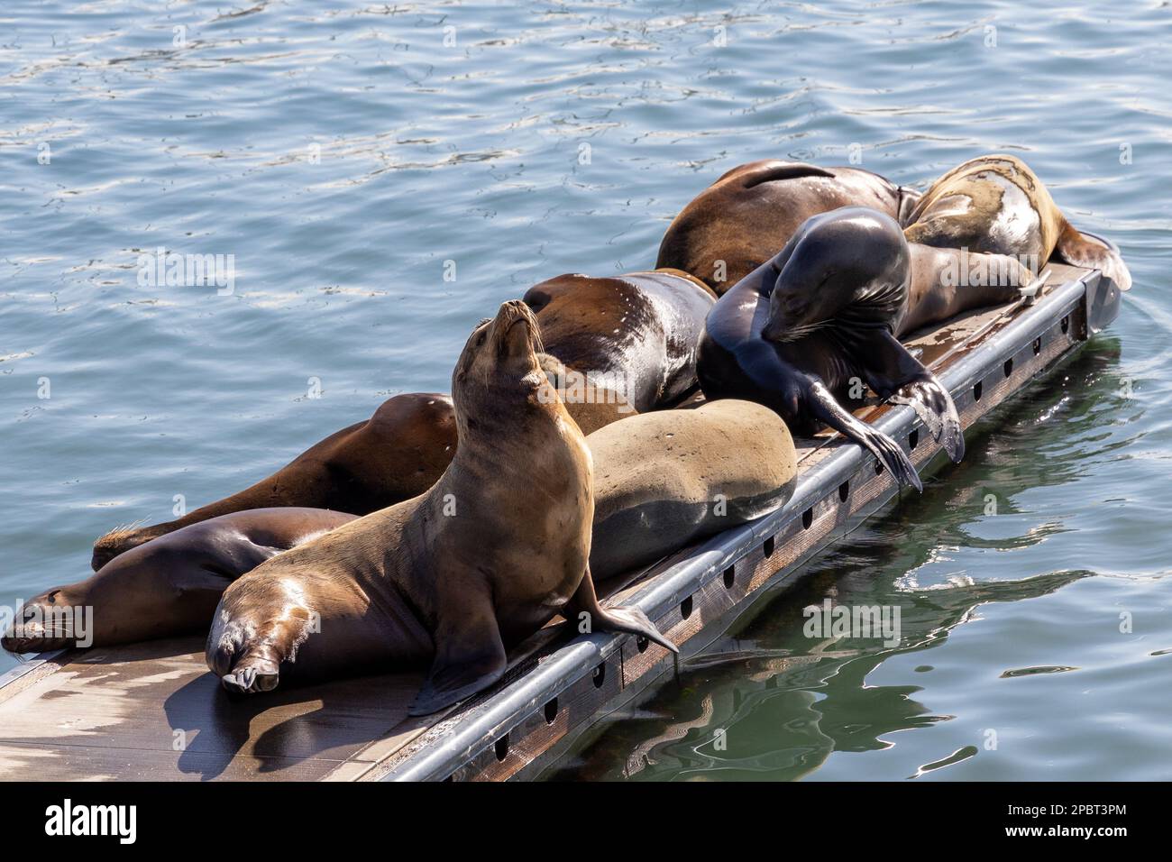 Sea lions basking on the docks at Marina del Ray California on February ...