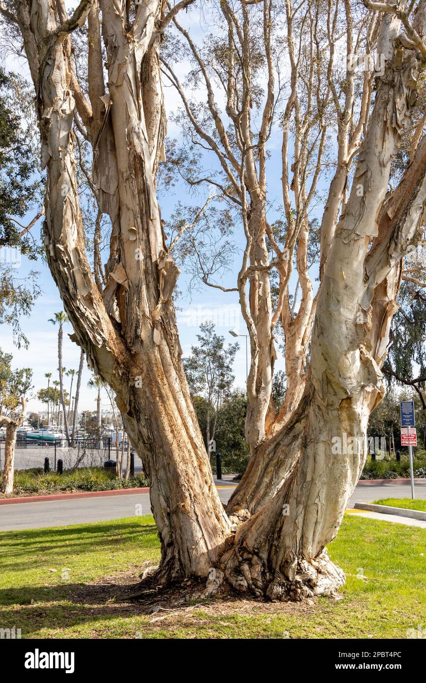 A beautiful tree with the sun lighting up the bark located in Marina ...