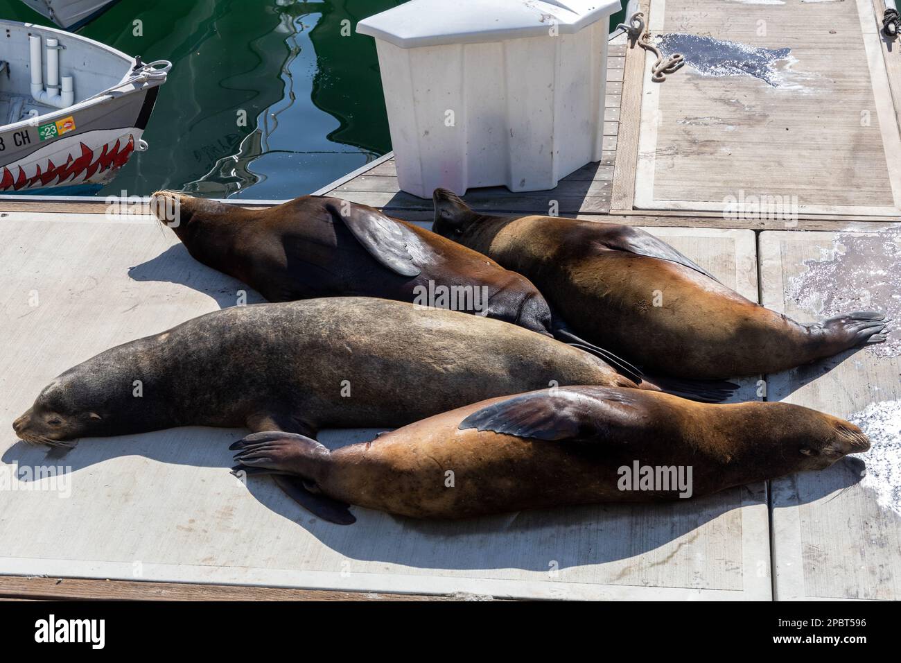 Sea lions basking on the docks at Marina del Ray California on February ...