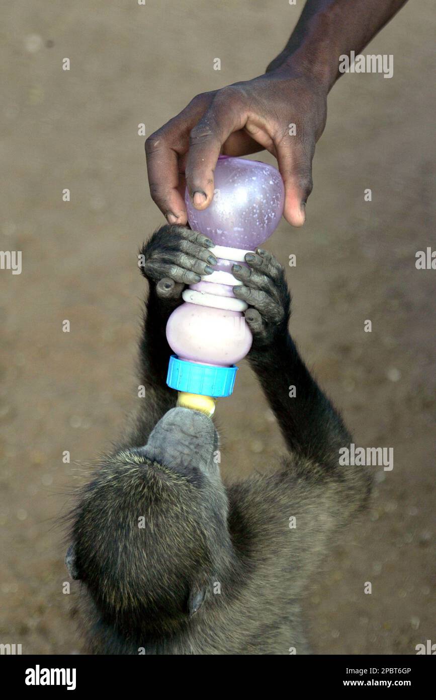 ** FILE ** A worker bottle-feed's a baboon at The Harnas Wildlife ...