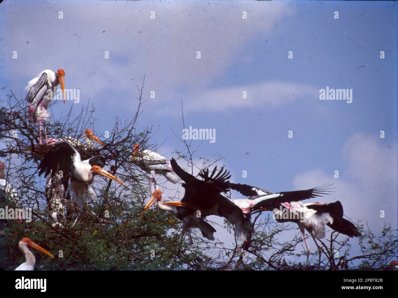 The painted stork (Mycteria leucocephala) is a large wader in the stork ...