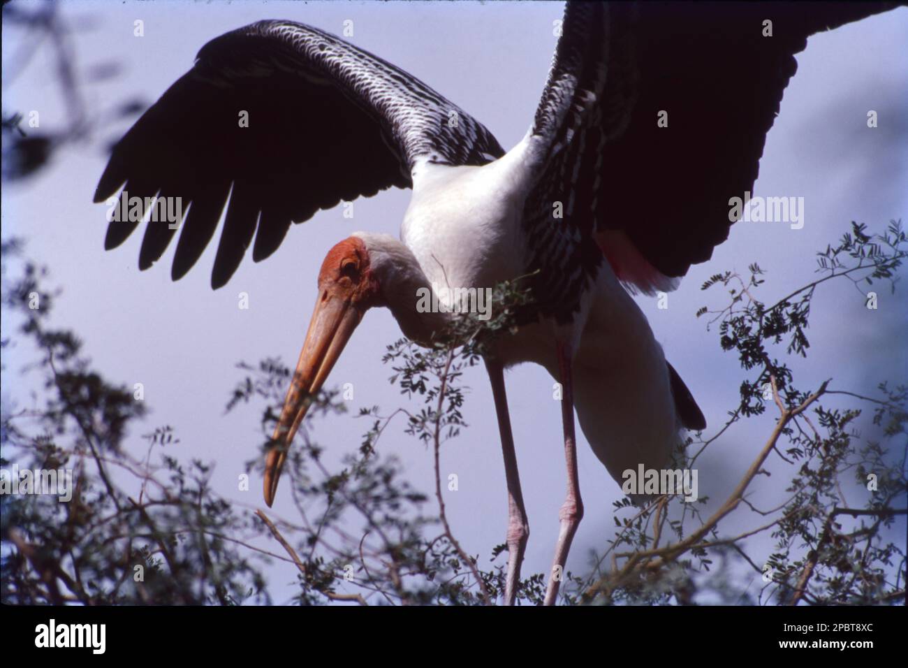 The painted stork (Mycteria leucocephala) is a large wader in the stork ...