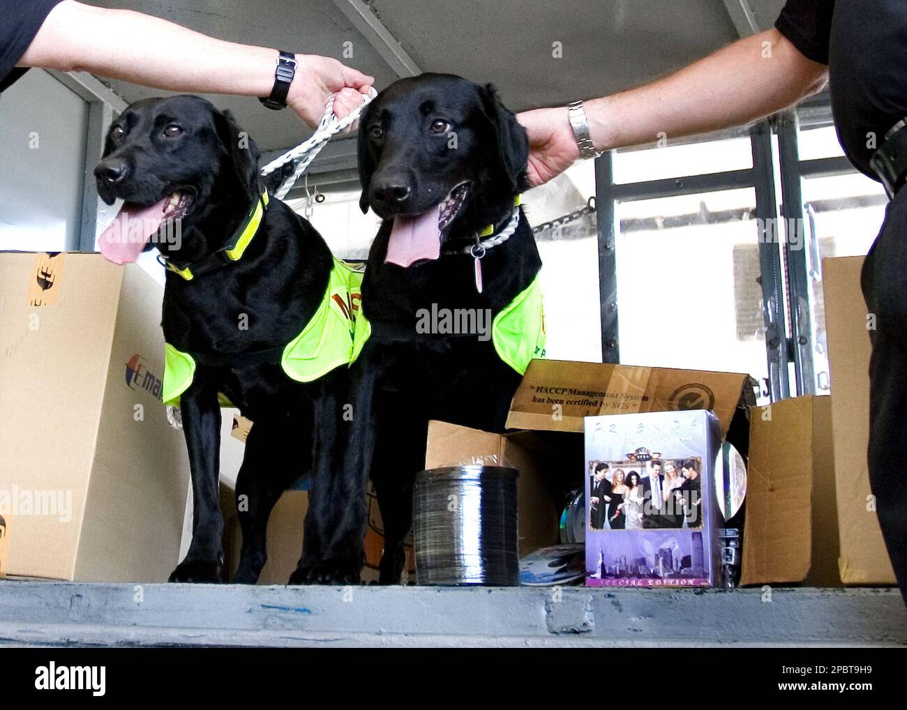 Two black labrador sniffer dog Lucky and Flo sits next to the shipment ...