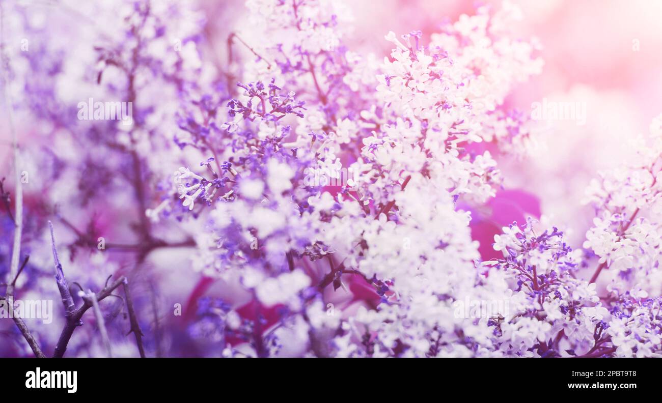 Spring blossom background. nature scene with blooming tree. Spring ...
