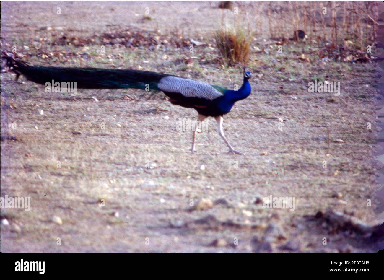 India kanha national park peacock hi-res stock photography and images ...