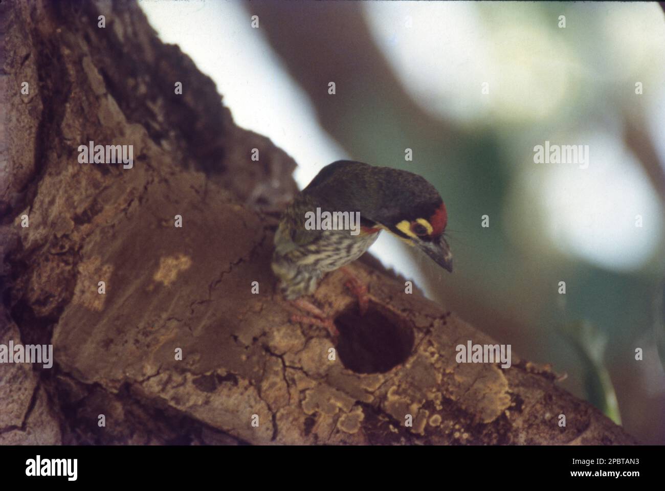 The coppersmith barbet, also called crimson-breasted barbet and ...